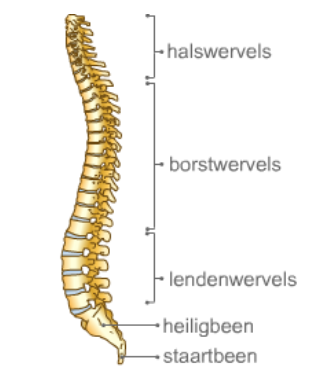 De wervelkolom, slaap en je rug - Equilli